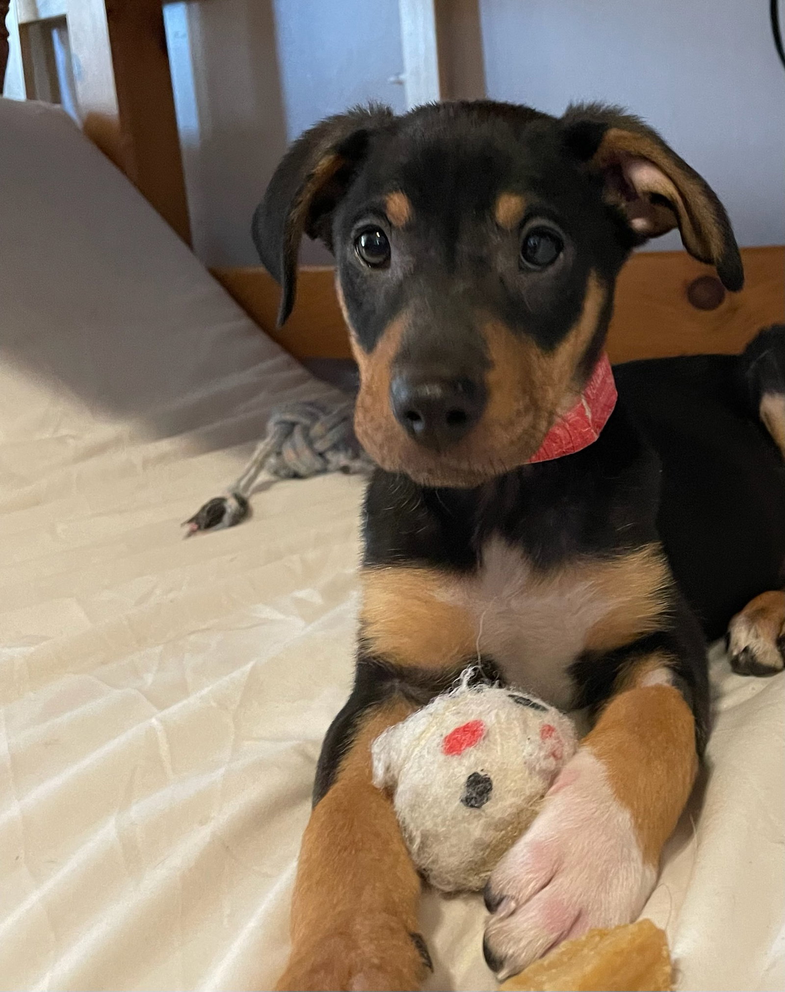 Dog for Adoption - Yohan, a Labrador Retriever in Lombard, IL | Alpha Paw