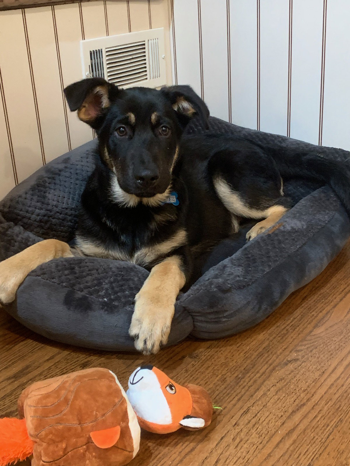 Dog for Adoption - Ebenezer Scrooge, a German Shepherd Dog in Momence ...