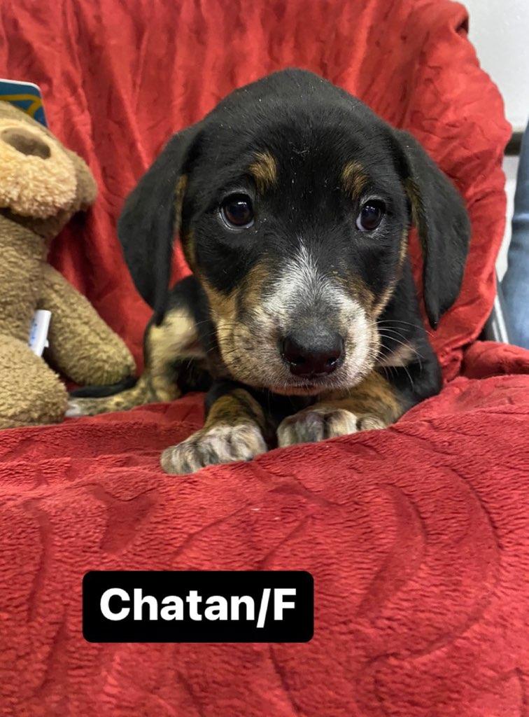 Dog for Adoption - Chatan, a Labrador Retriever in Algonquin, IL ...