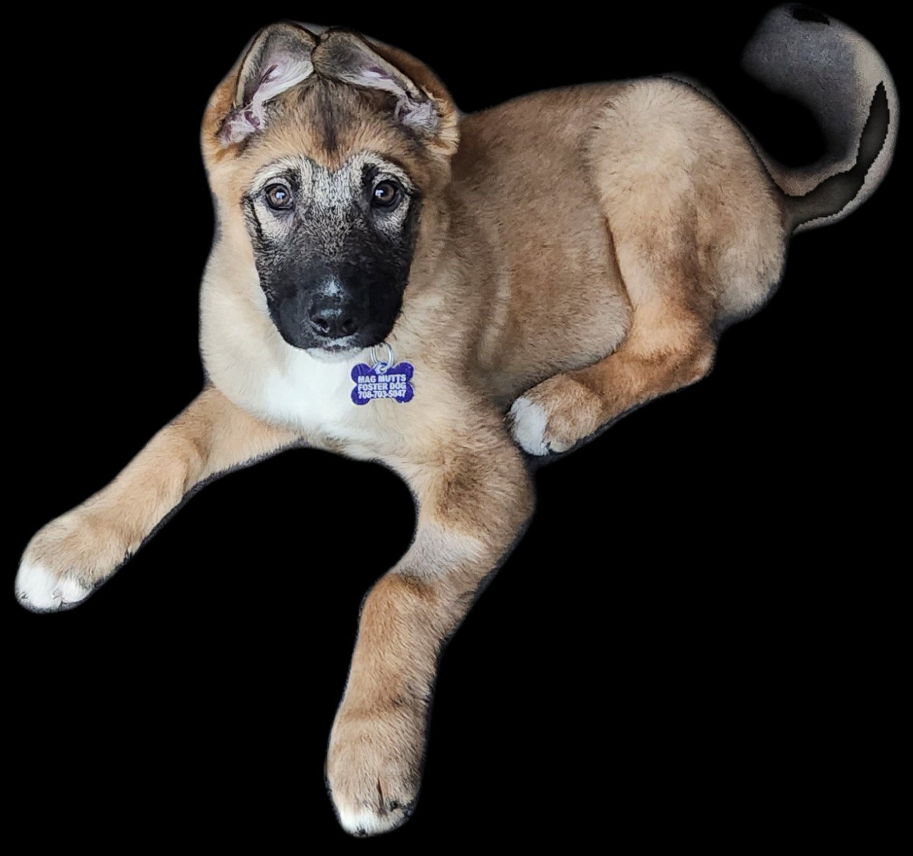 Dog for Adoption - Heather, a German Shepherd Dog in Kenosha, WI ...