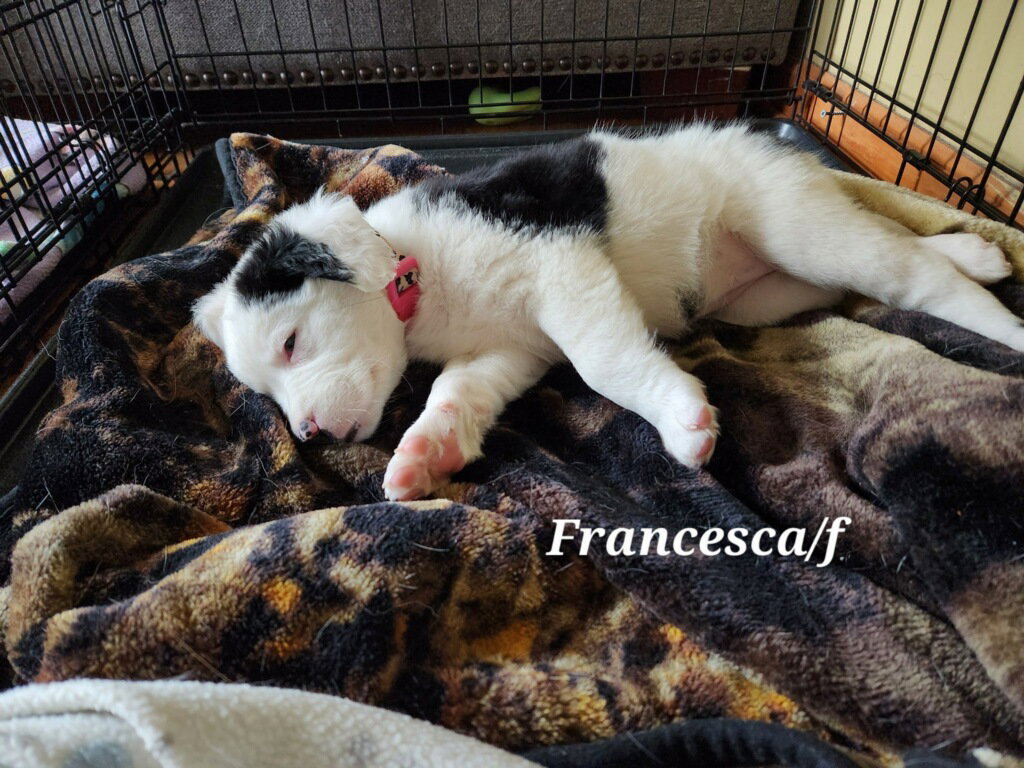 Dog for Adoption - Francesca - PENDING, a Border Collie in Chicago Loop ...