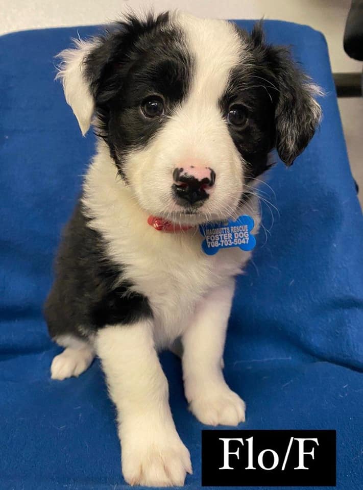Dog for Adoption - Flo - PENDING, a Border Collie in Stickney, IL ...