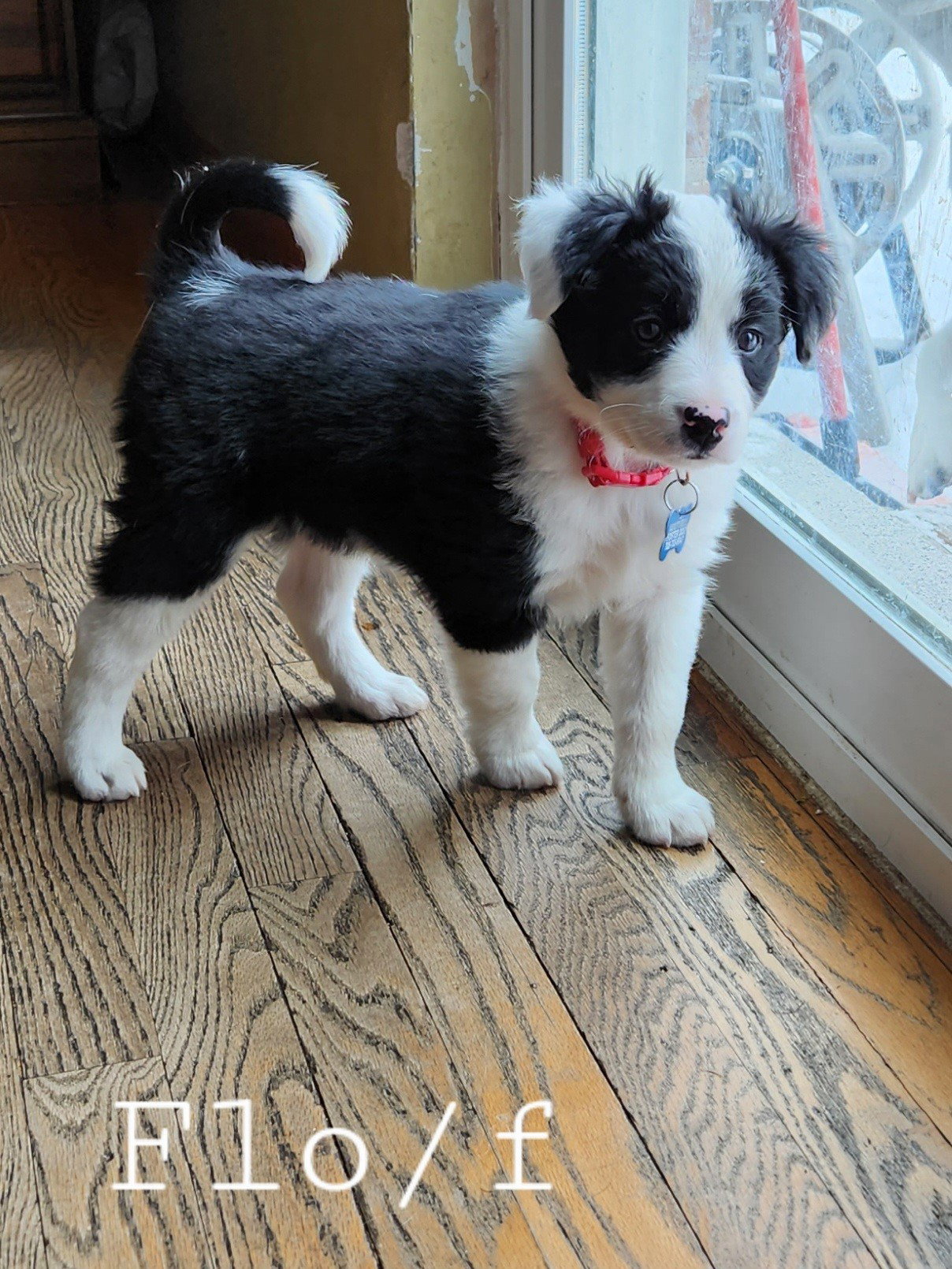 Dog for Adoption - Flo - PENDING, a Border Collie in Stickney, IL ...