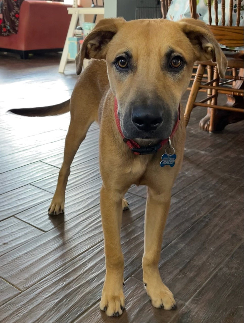 Dog for Adoption - Noel PR, a Shepherd in Pleasant Prairie, WI | Alpha Paw