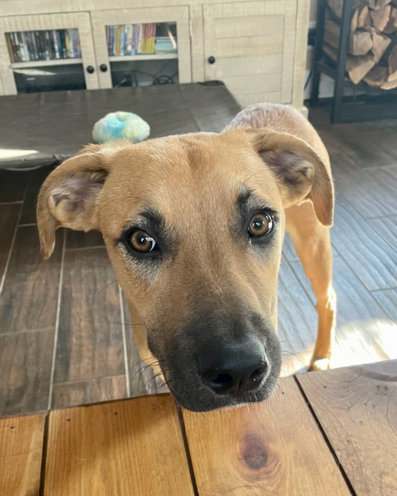 Dog for Adoption - Noel PR, a Shepherd in Pleasant Prairie, WI | Alpha Paw