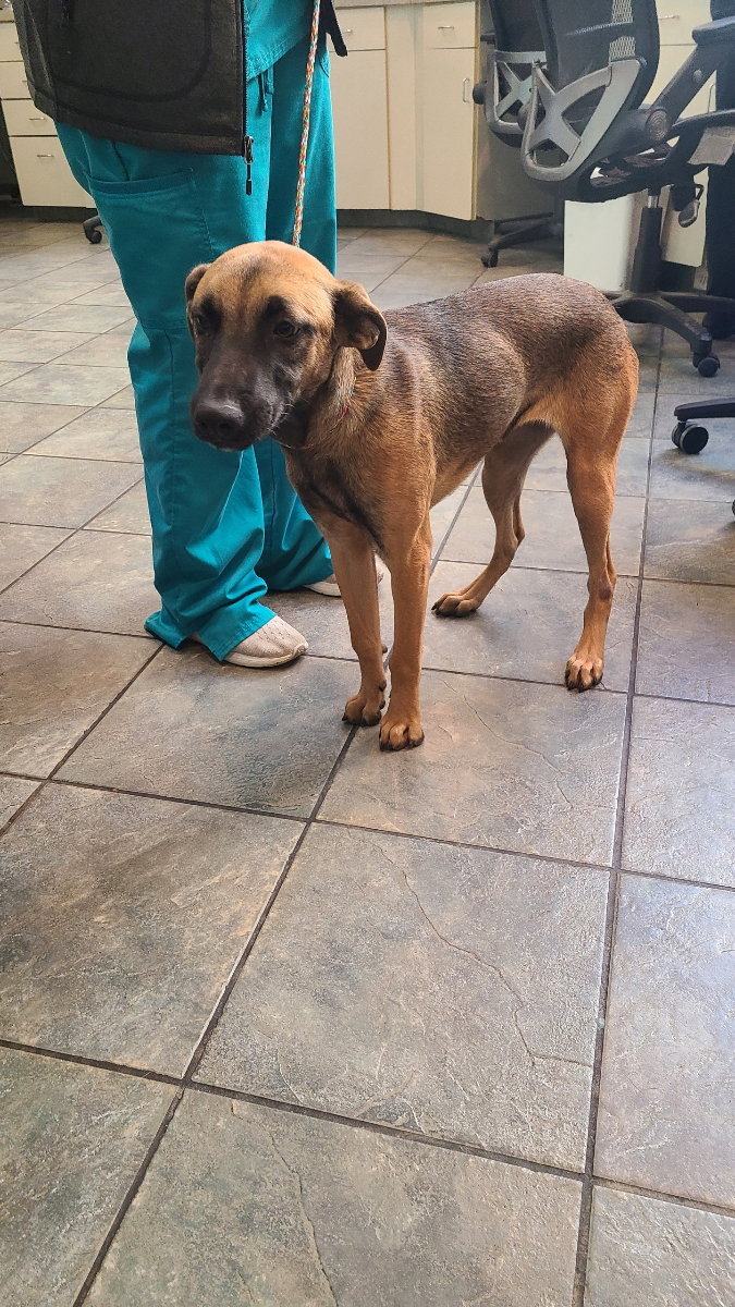 Dog for Adoption - Jolly PR, a Shepherd in Mchenry County, IL | Alpha Paw