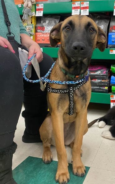 Dog for Adoption - Jolly PR, a Shepherd in Manteno, IL | Alpha Paw