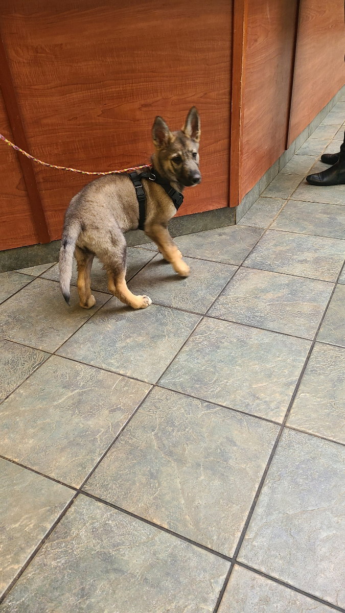 Dog for Adoption - Rugar - pending, a German Shepherd Dog in Morris, IL ...