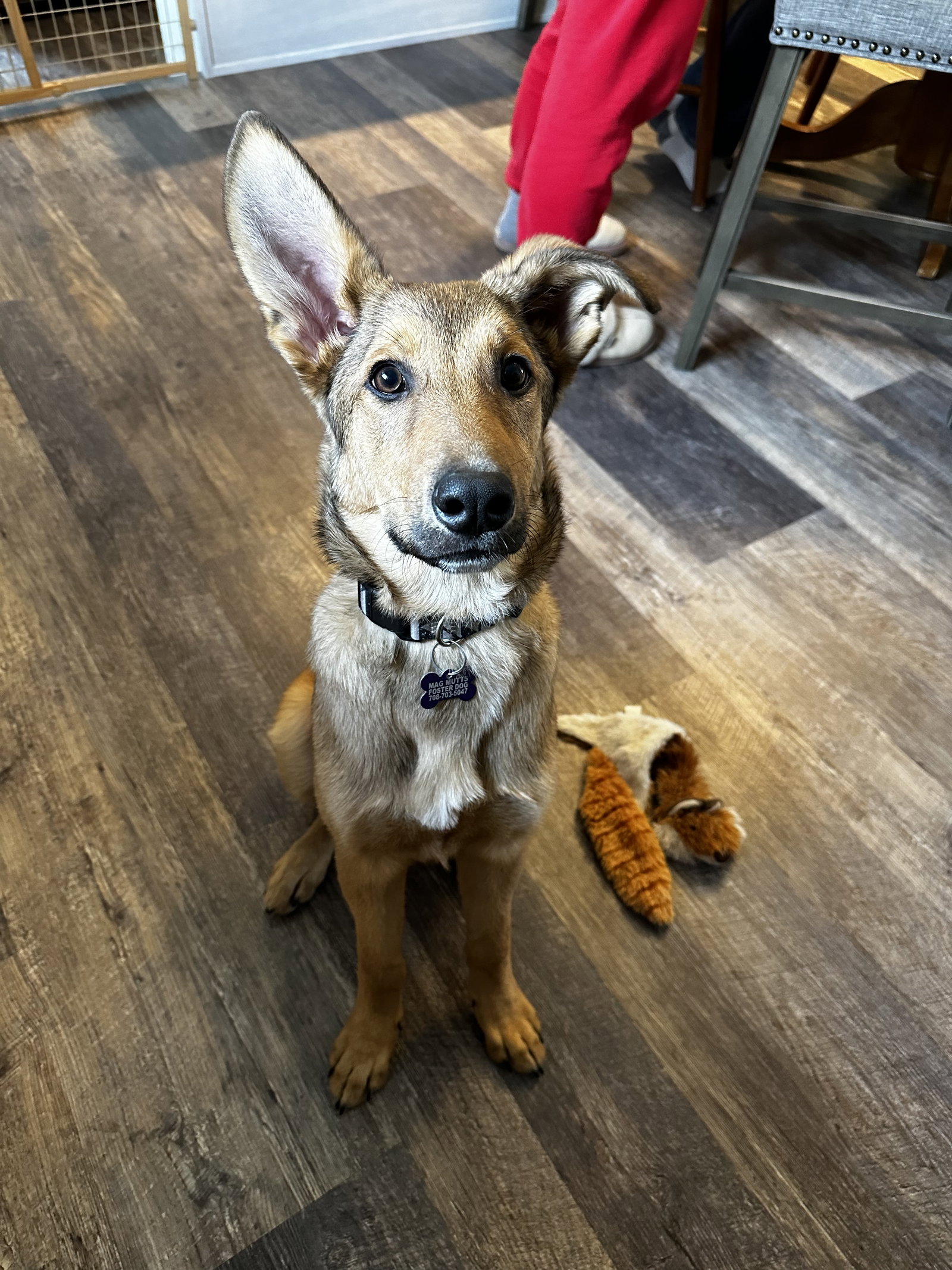 Dog for Adoption - Simba 23, a German Shepherd Dog in Chicago, IL ...