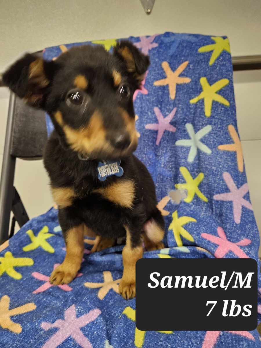 Dog for Adoption - Samuel, a Terrier in Momence, IL | Alpha Paw