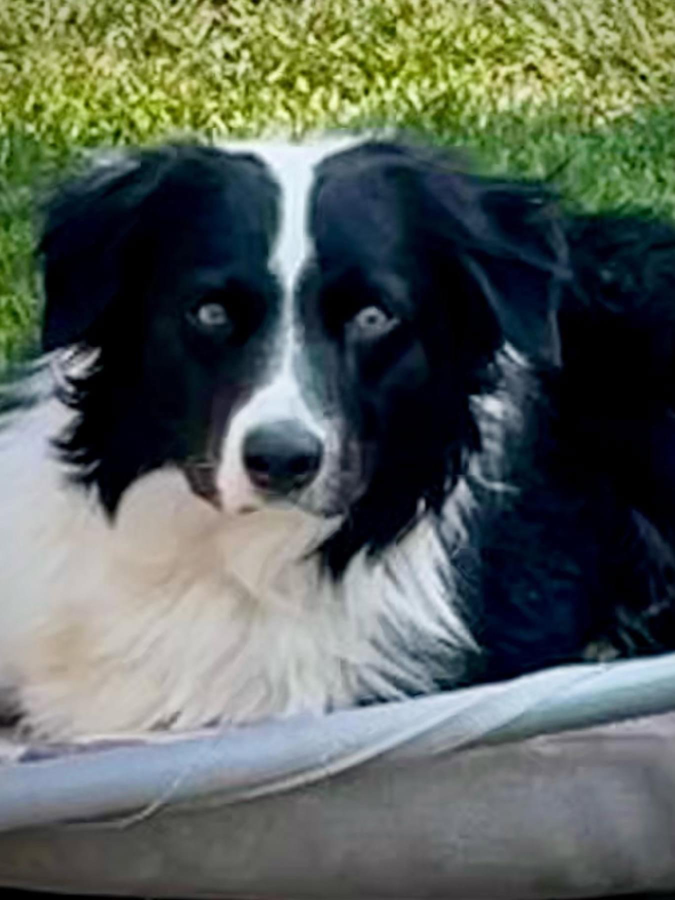Dog for Adoption - Zeke, a Australian Shepherd in Shorewood Forest, IN ...