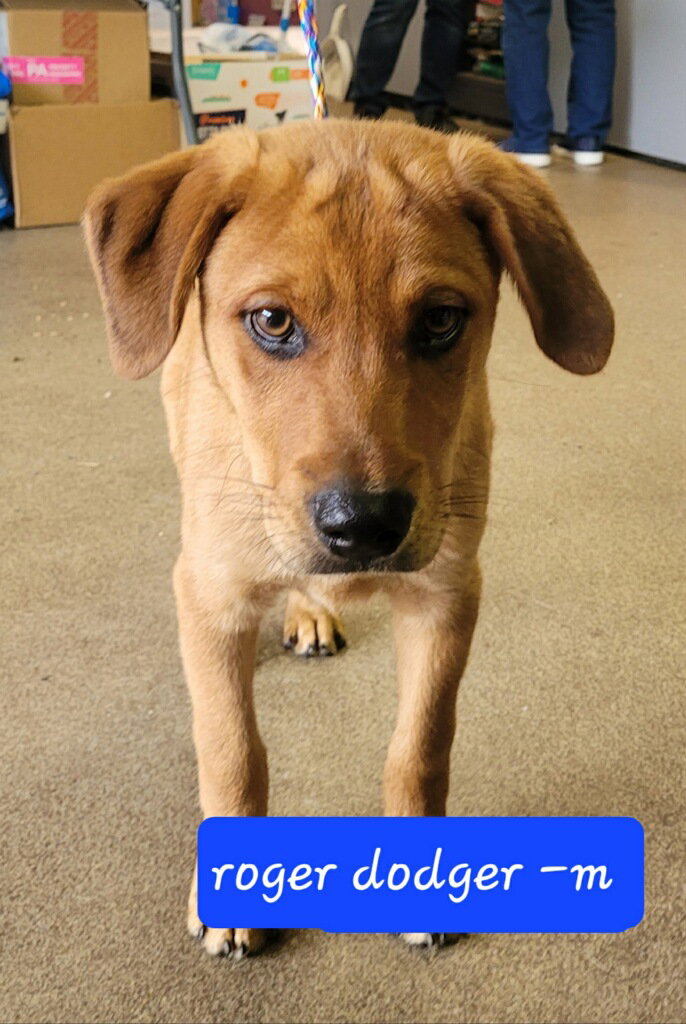 Dog for Adoption - Rodger Dodger, a Labrador Retriever in South Haven ...