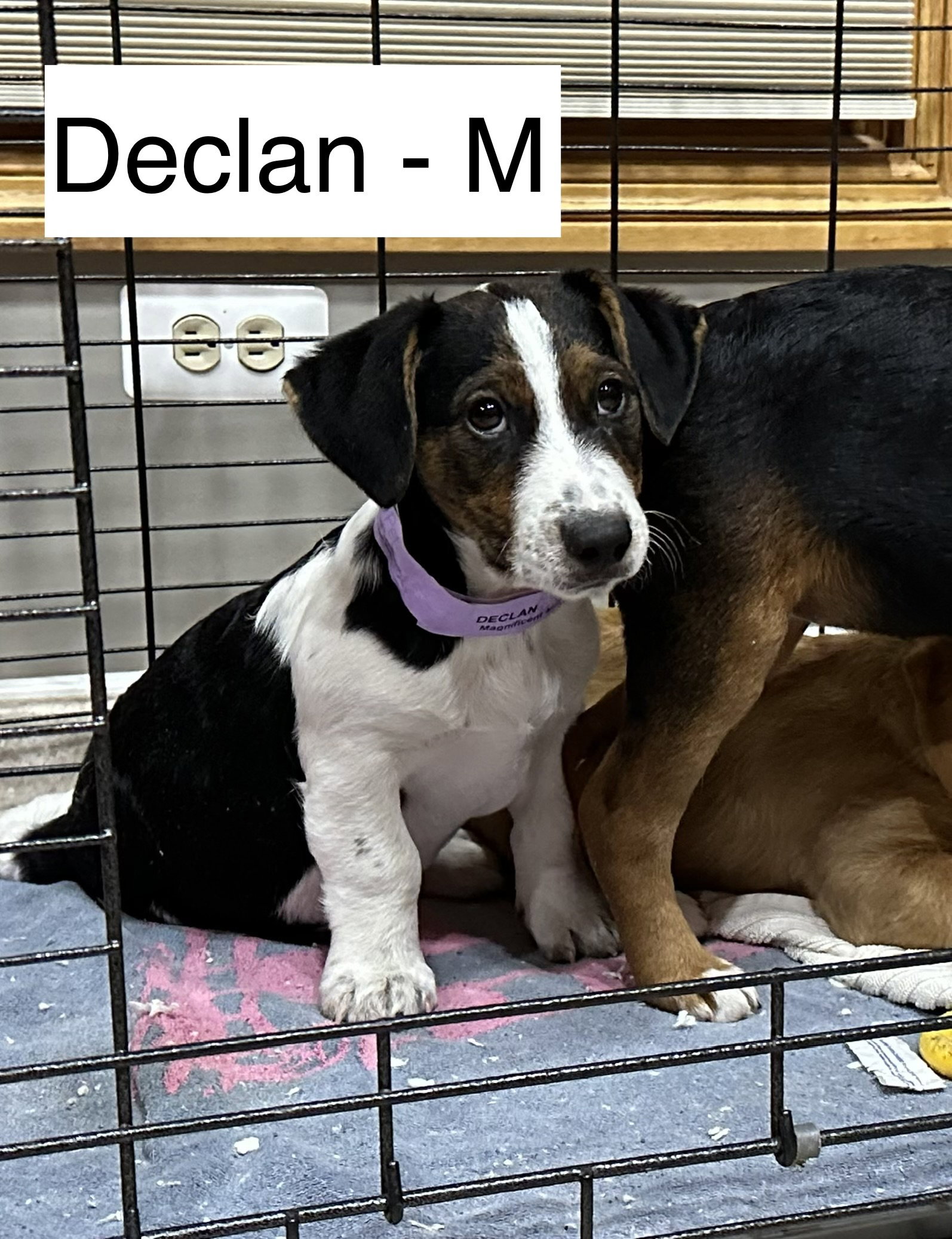 Dog for Adoption - Declan, a Basset Hound in Cuba, IL | Alpha Paw