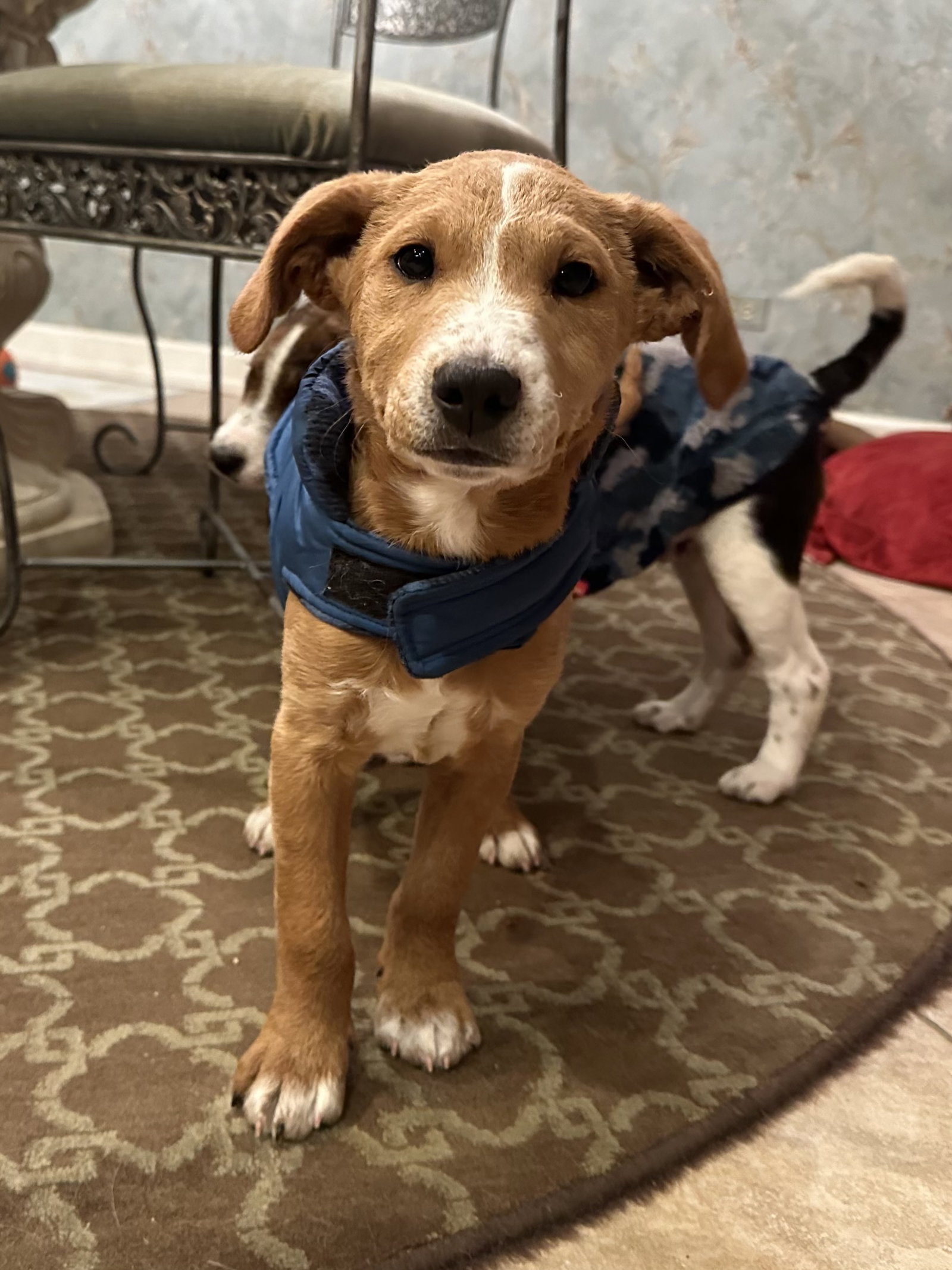 Dog for Adoption - Drew, a Basset Hound in Evergreen Park, IL | Alpha Paw