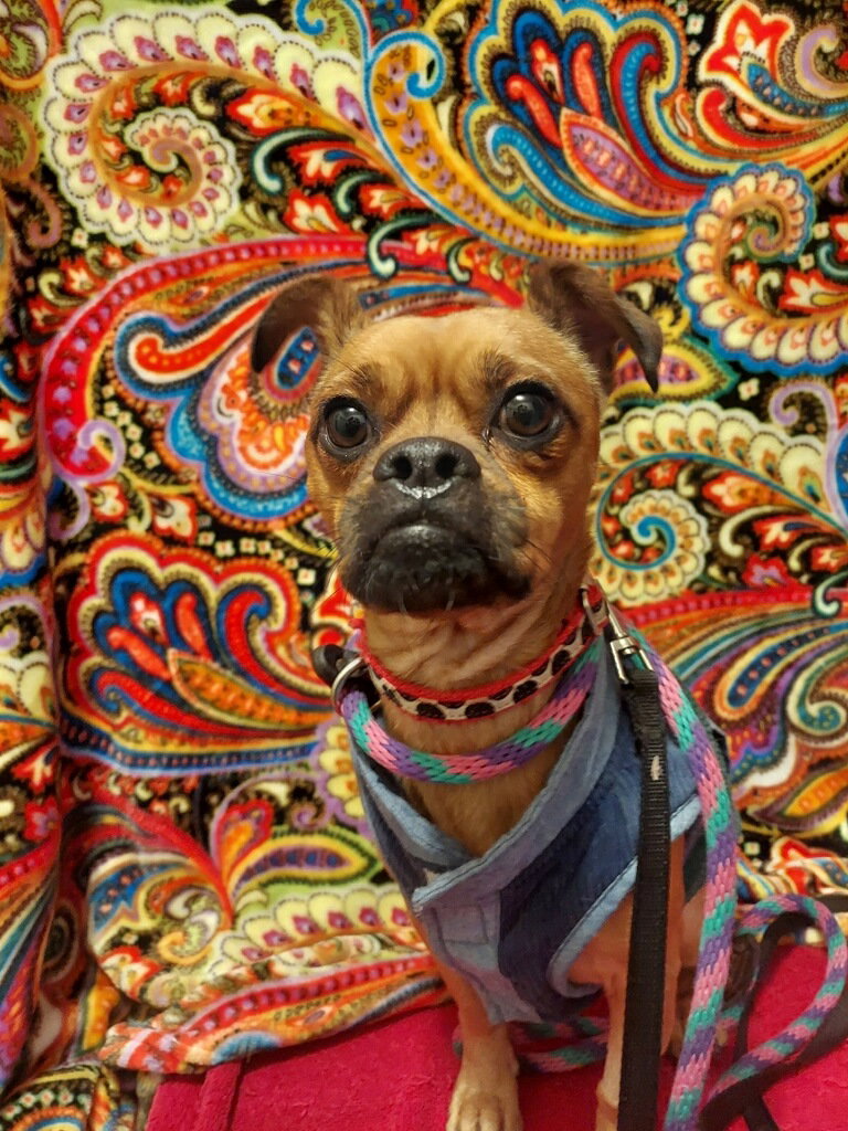 Dog for Adoption - Minion, a Pug in New City, IL | Alpha Paw