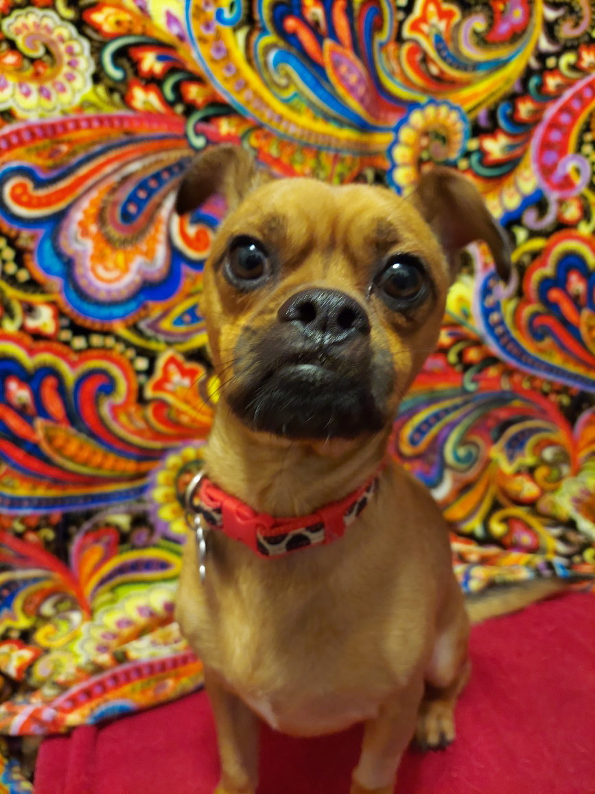 Dog for Adoption - Minion, a Pug in New City, IL | Alpha Paw