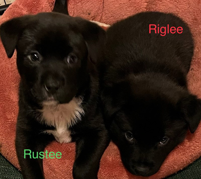 Dog for Adoption - Rustee, a Rottweiler in Beecher, IL | Alpha Paw