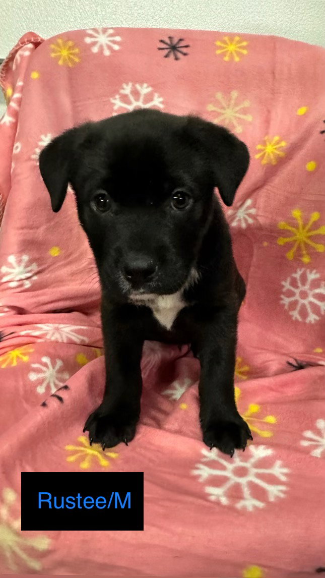 Dog for Adoption - Rustee, a Rottweiler in Beecher, IL | Alpha Paw