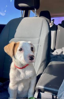 Dog for Adoption - Dash, a Labrador Retriever in Merrillville, IN ...