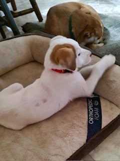 Dog for Adoption - Dash, a Labrador Retriever in Merrillville, IN ...