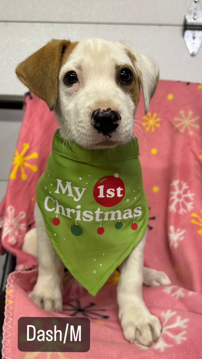 Dog for Adoption - Dash - Pending, a Labrador Retriever in Lowell, IN ...