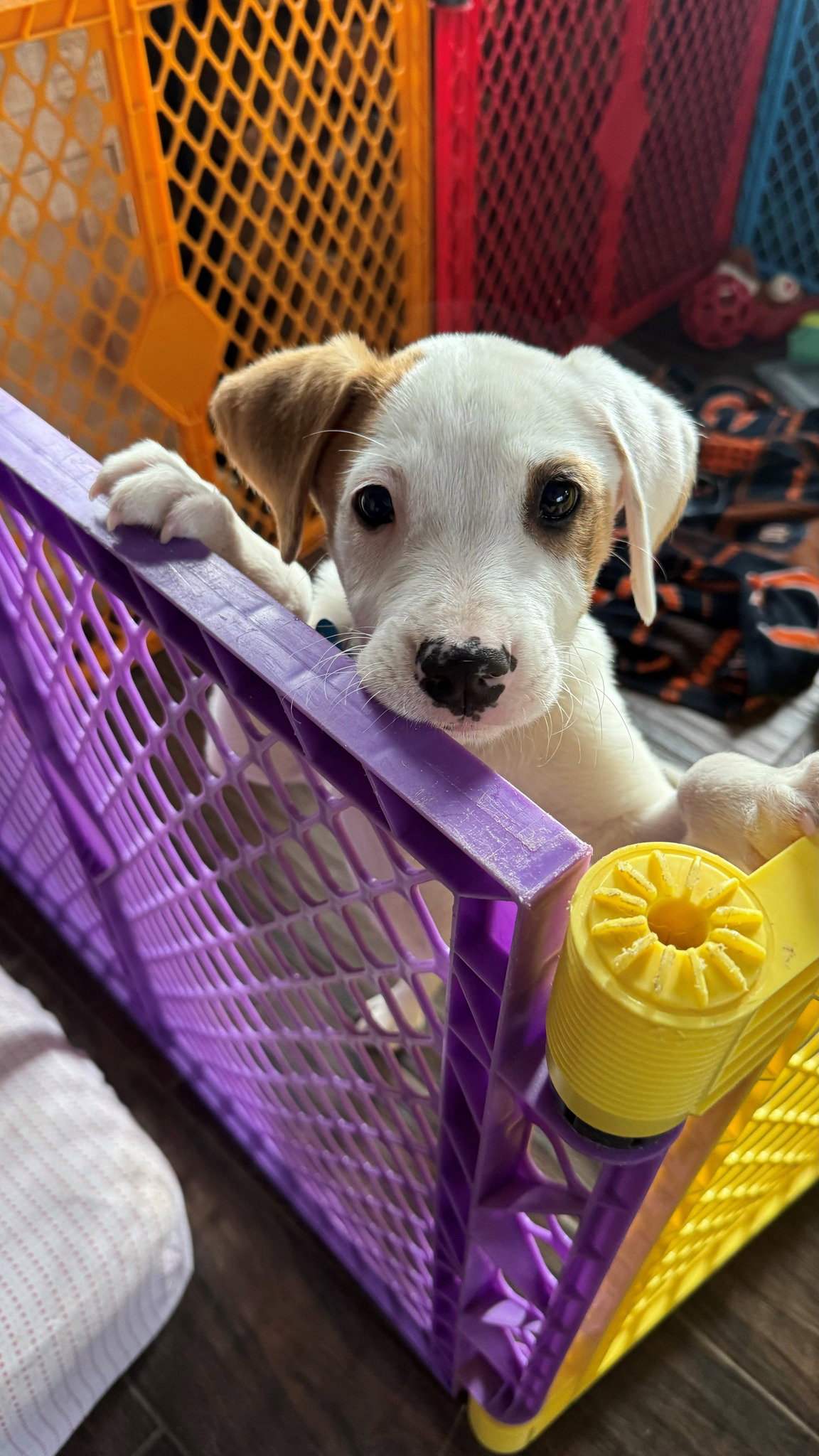 Dog for Adoption - Dash - Pending, a Labrador Retriever in Lowell, IN ...