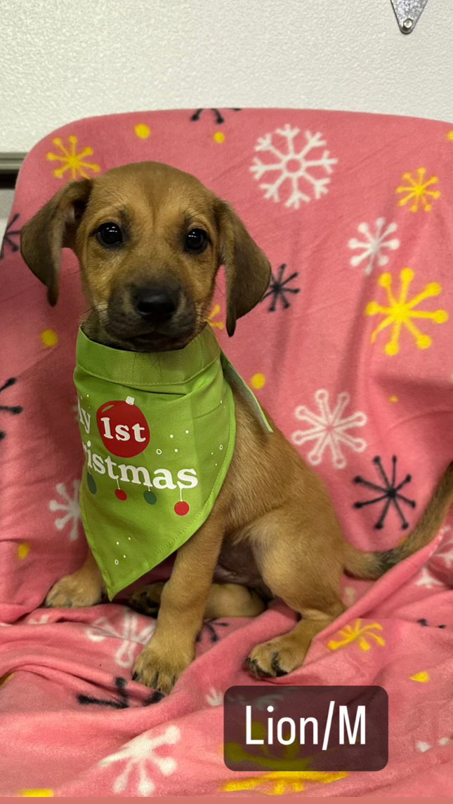Dog for Adoption - Lion, a Labrador Retriever in Tinley Park, IL ...