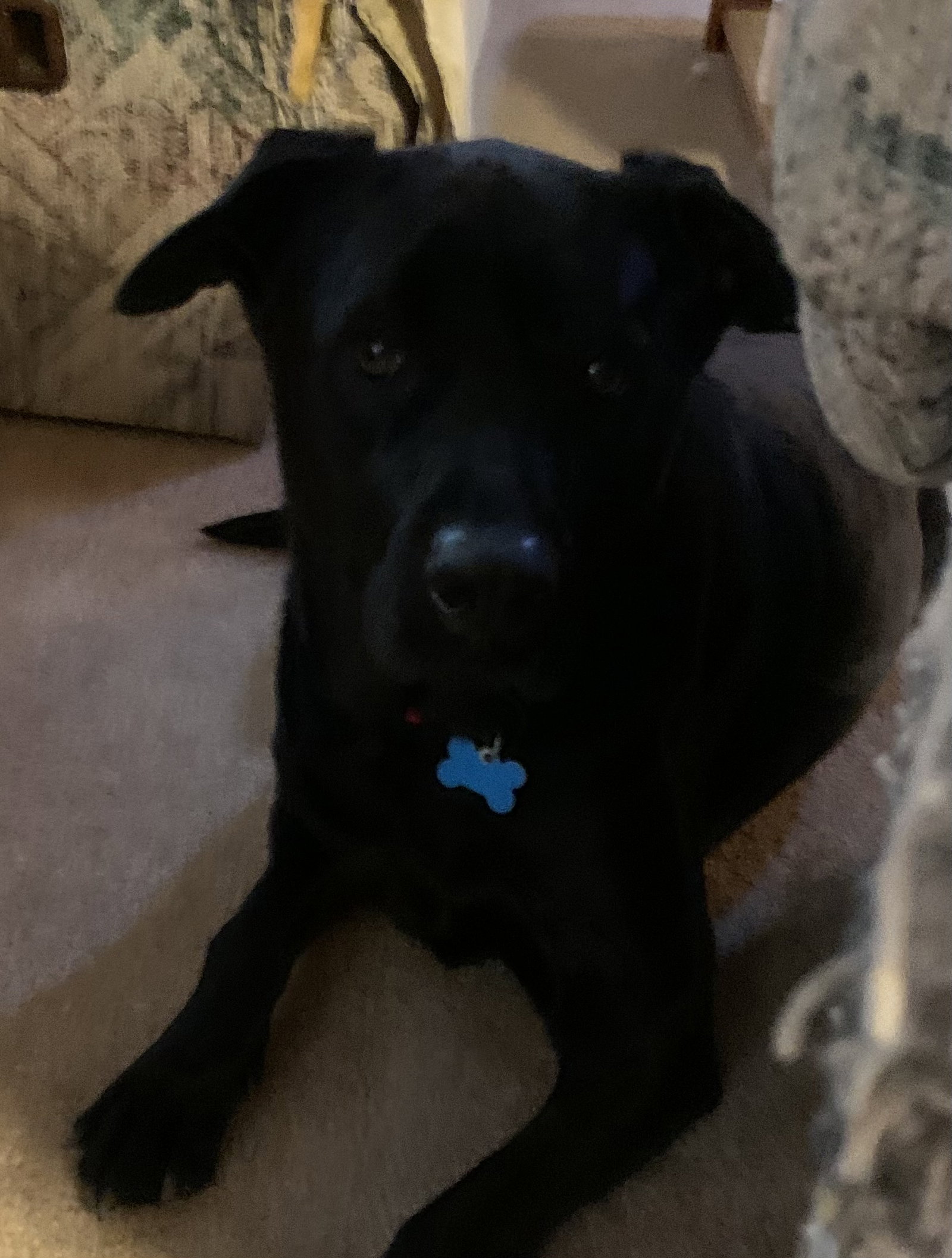 Dog for Adoption - Velvet, a Labrador Retriever in Hanover Park, IL ...