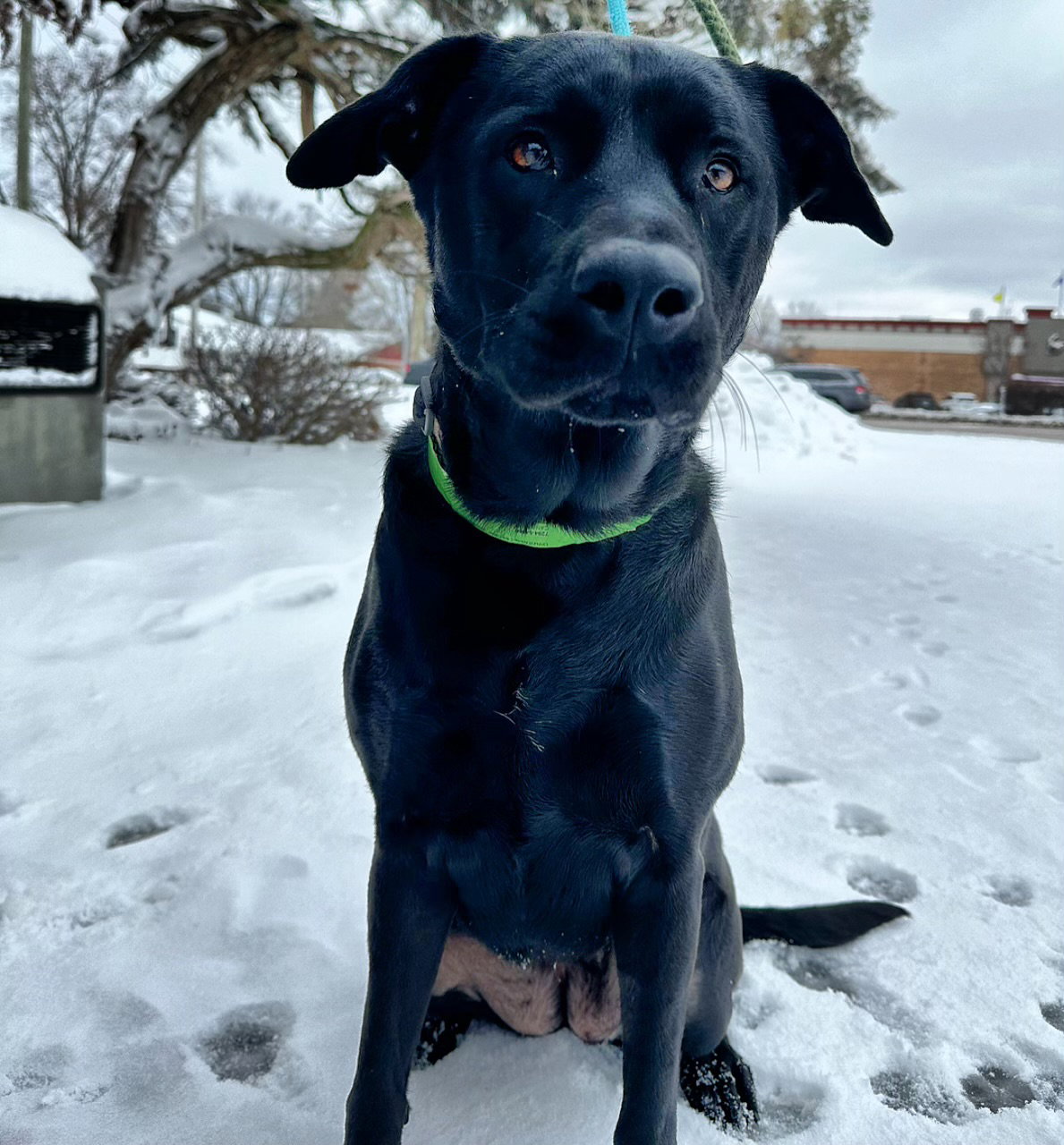 Dog for Adoption - Velvet, a Labrador Retriever in Plainfield, IL ...