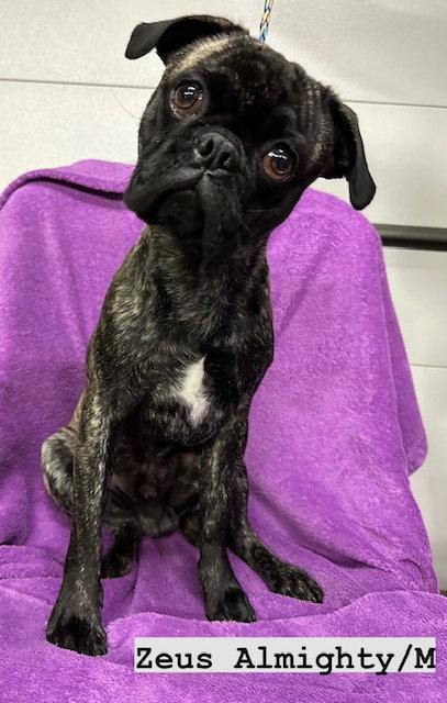 Dog for Adoption - Zeus Almighty - PENDING, a French Bulldog in ...