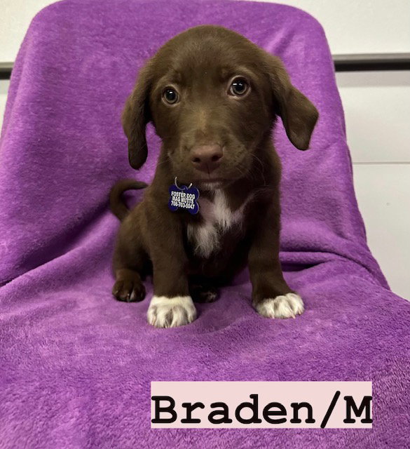 Dog for Adoption - Braden, a Labrador Retriever in Aurora, IL | Alpha Paw