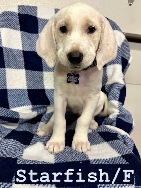 Dog for Adoption - Starfish - PENDING, a Golden Retriever in Tinley ...