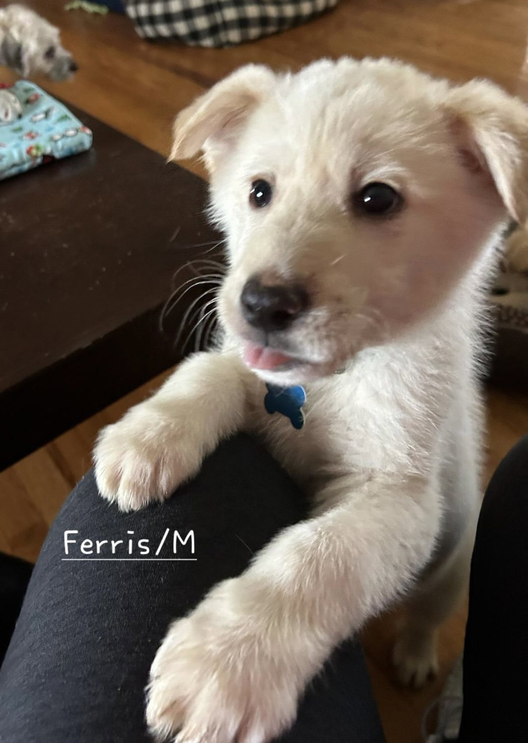 Dog for Adoption - Ferris, a Husky in South Holland, IL | Alpha Paw