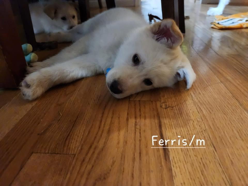 Dog for Adoption - Ferris, a Husky in South Holland, IL | Alpha Paw