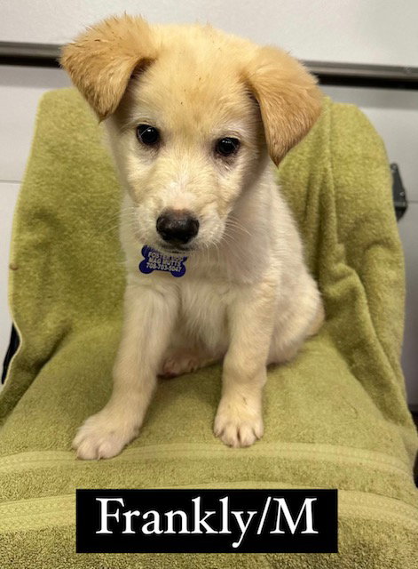 Dog for Adoption - Franky, a Husky in Kenilworth, IL | Alpha Paw