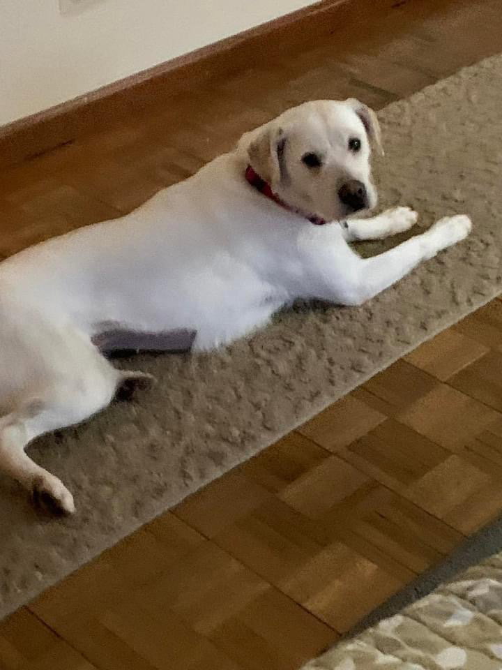 Dog for Adoption - Moon 24, a Labrador Retriever in Algonquin, IL ...
