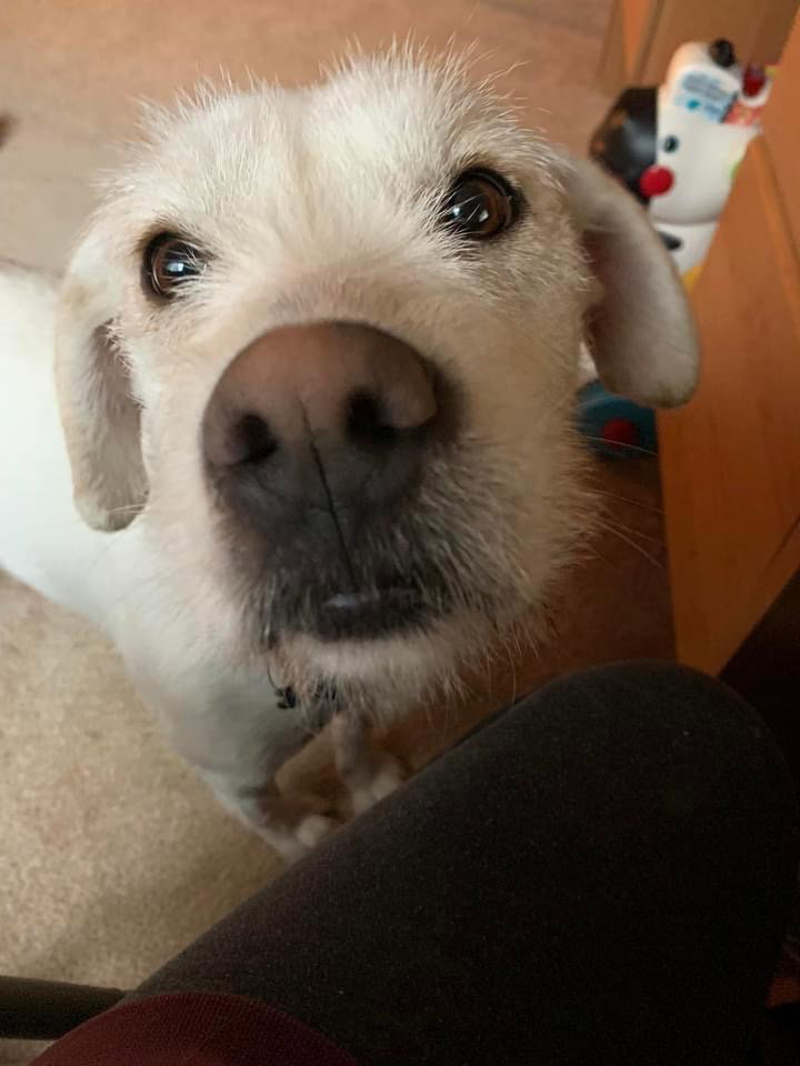 Dog for Adoption - Moon 24, a Labrador Retriever in Chicago Heights, IL ...