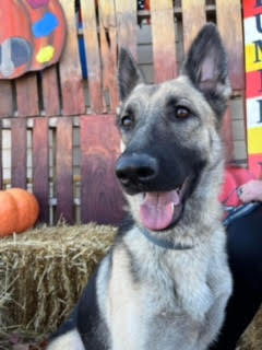 Dog for Adoption - Smiley Riley, a Shepherd in Round Lake Beach, IL ...