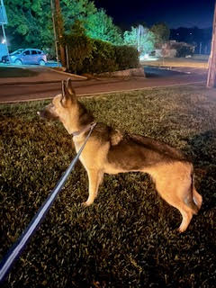 Dog for Adoption - Smiley Riley, a Shepherd in Round Lake Beach, IL ...