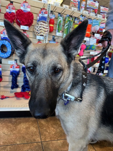 Dog for Adoption - Smiley Riley, a Shepherd in Preston Heights, IL ...