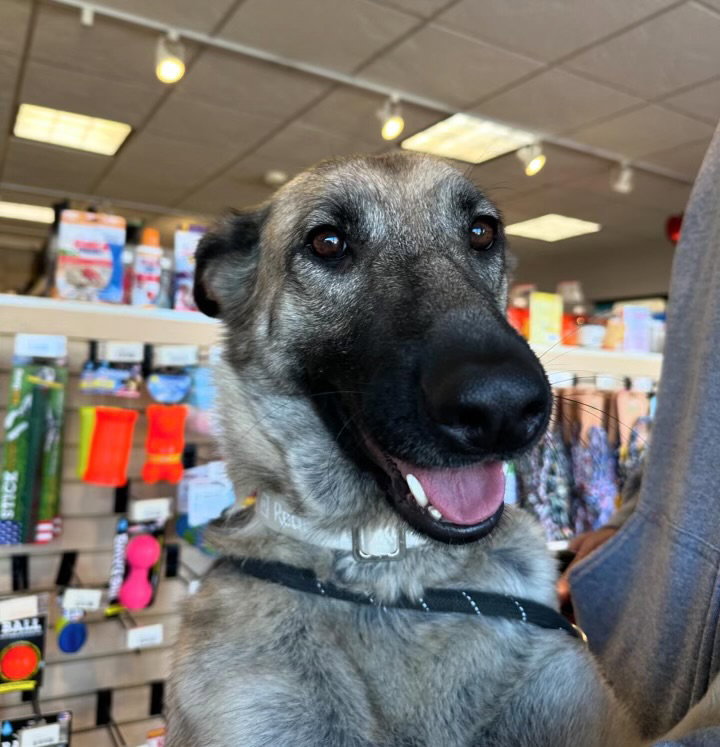 Dog for Adoption - Smiley Riley, a Shepherd in Preston Heights, IL ...