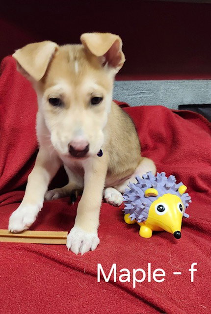 Dog for Adoption - Maple - Pending, a Husky in Crown Point, IN | Alpha Paw