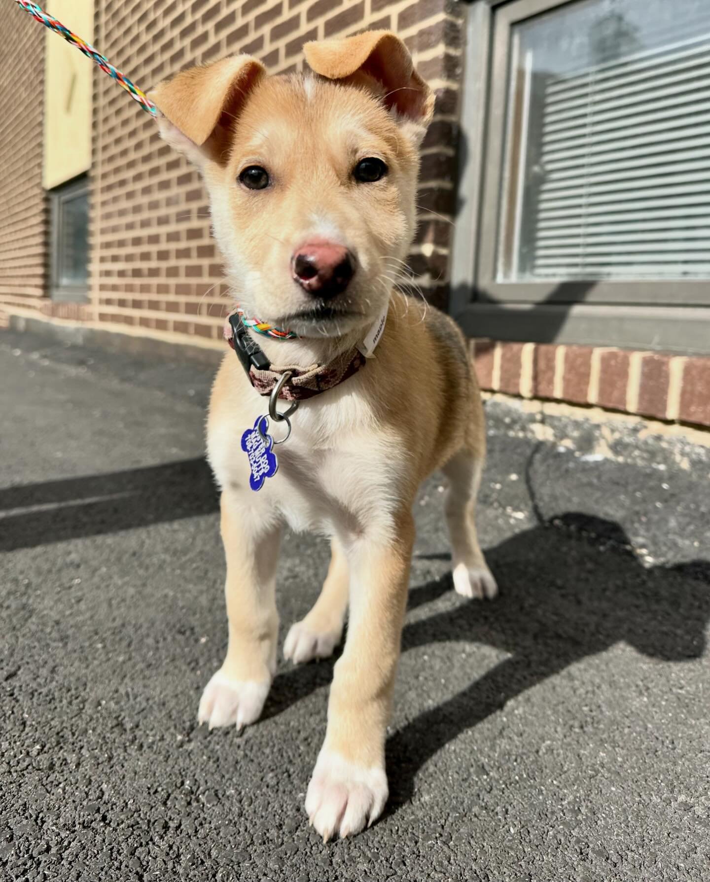 Dog for Adoption - Maple - Pending, a Husky in Crown Point, IN | Alpha Paw