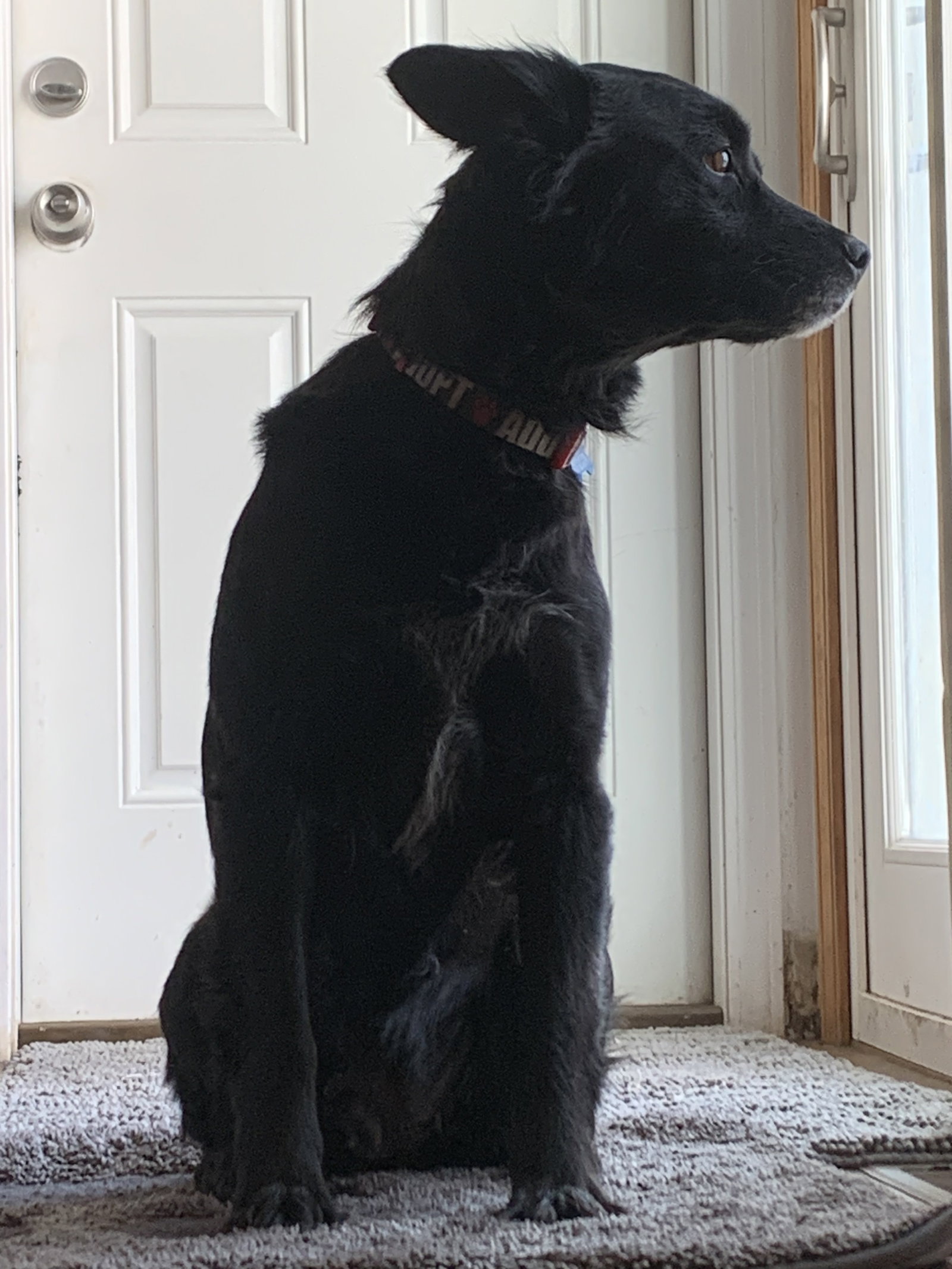 Dog for Adoption - Silk 24, a Border Collie in Gurnee, IL | Alpha Paw