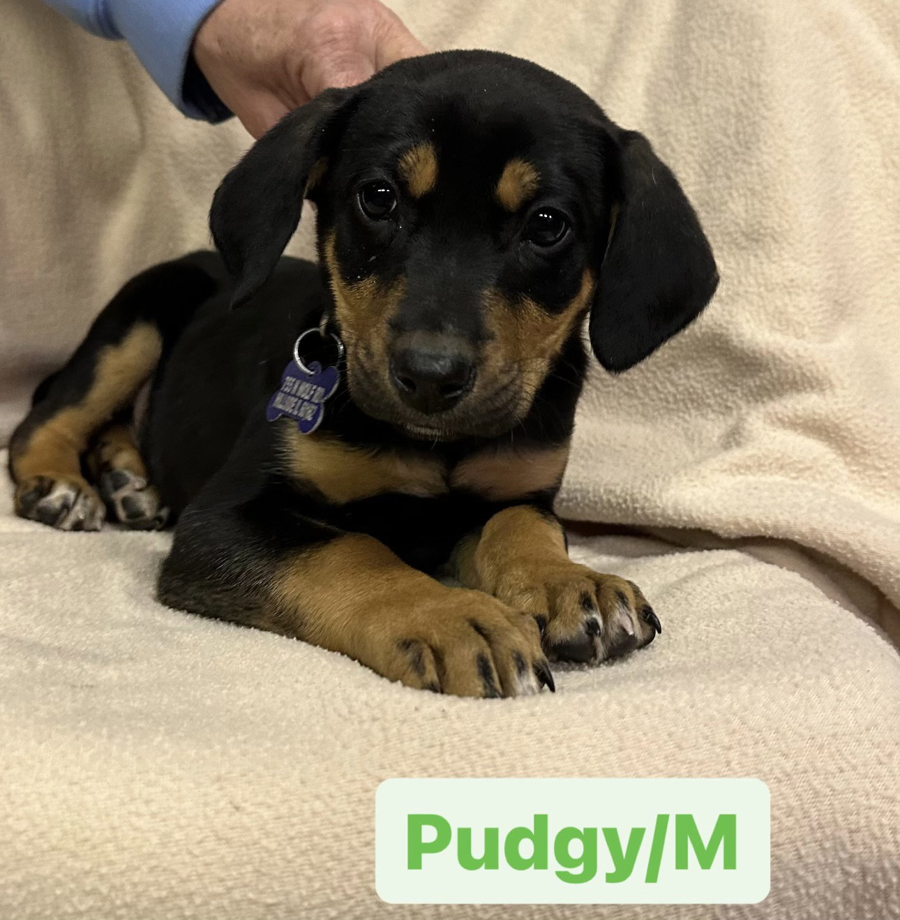 Dog for Adoption - Pudgy, a Hound in Chesterton, IN | Alpha Paw