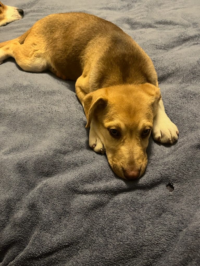 Dog for Adoption - Butterball, a Labrador Retriever in Pingree Grove ...