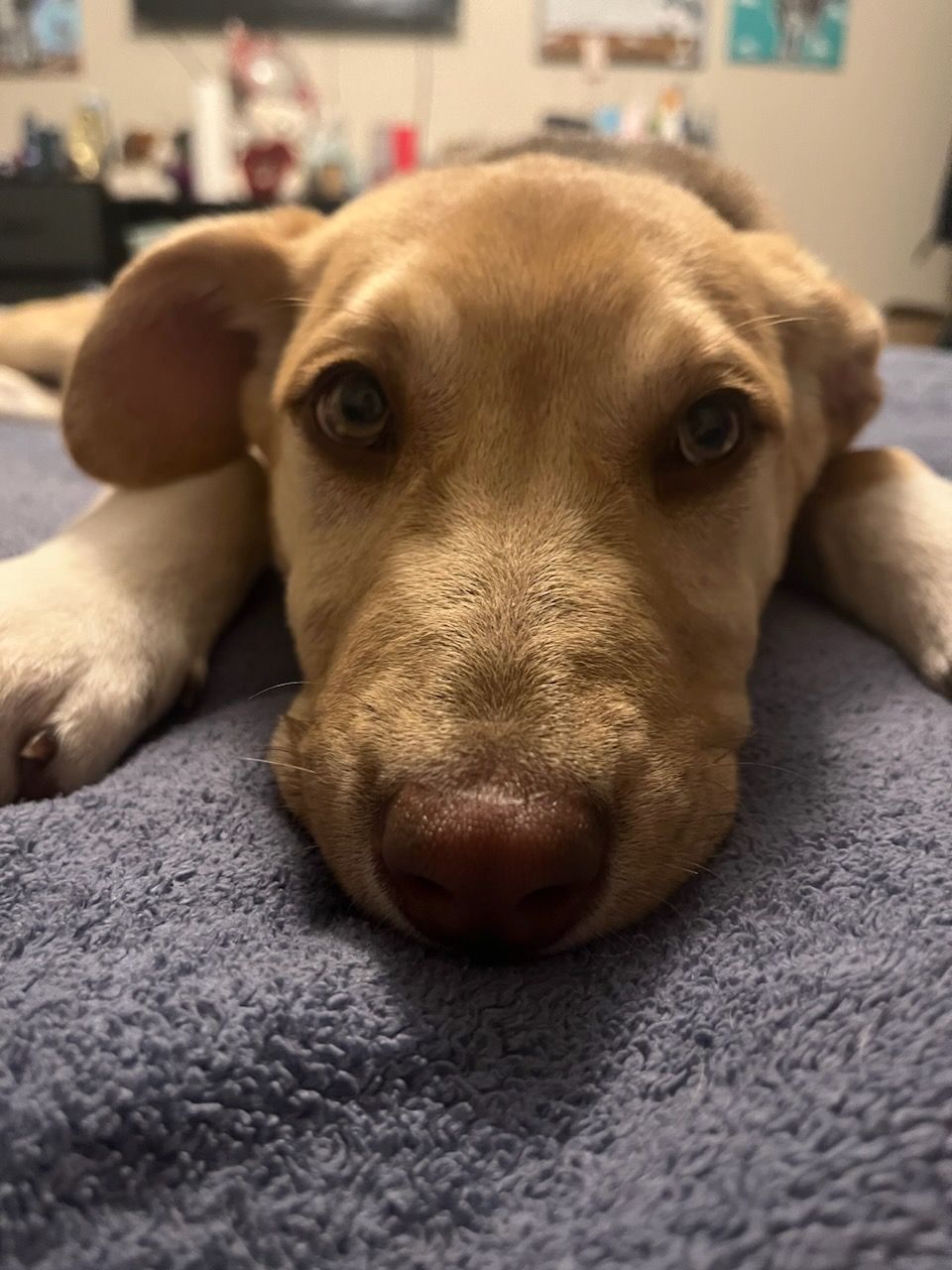 Dog for Adoption - Butterball, a Labrador Retriever in Pingree Grove ...