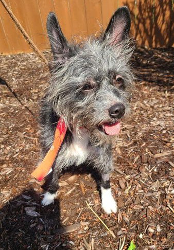 Dog for Adoption - Mini, a Schnauzer in Elgin, IL | Alpha Paw