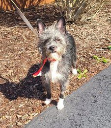 Dog for Adoption - Mini, a Cairn Terrier in Elgin, IL | Alpha Paw