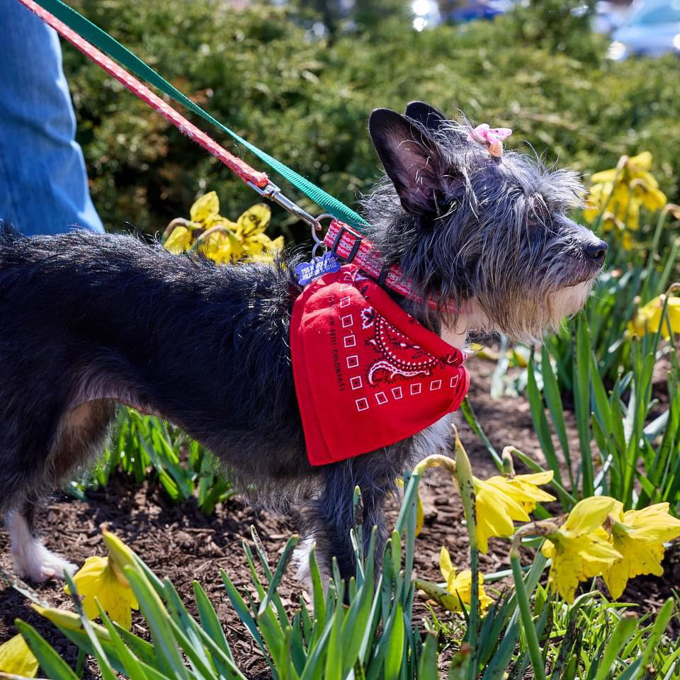 Dog for Adoption - Mini, a Cairn Terrier in Elgin, IL | Alpha Paw